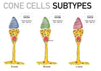 Chapter 3 – Light – Eye – Brain – Soft Lights Foundation